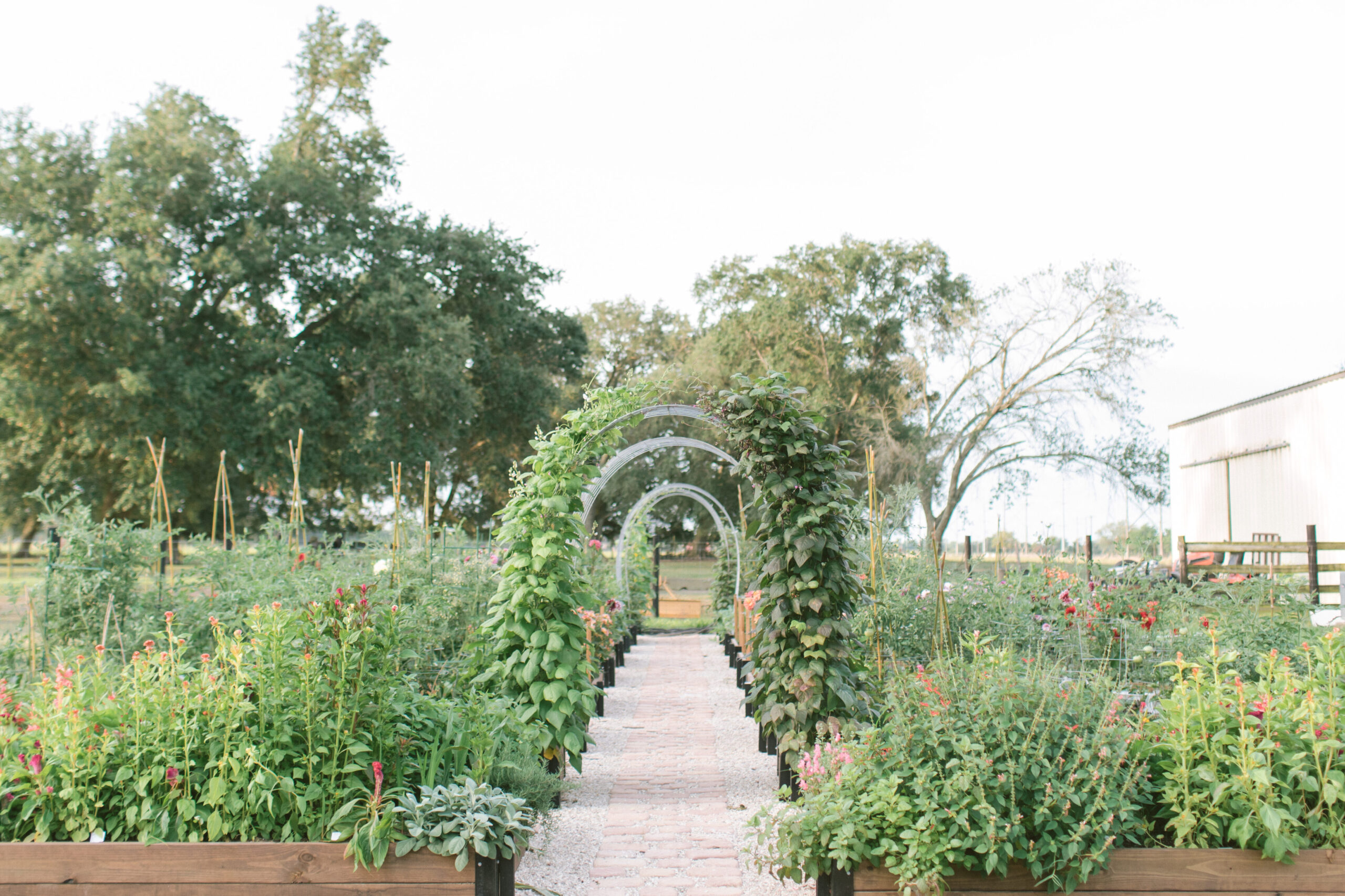 Our farm-favorite plant support and trellising - Grow and Bestow